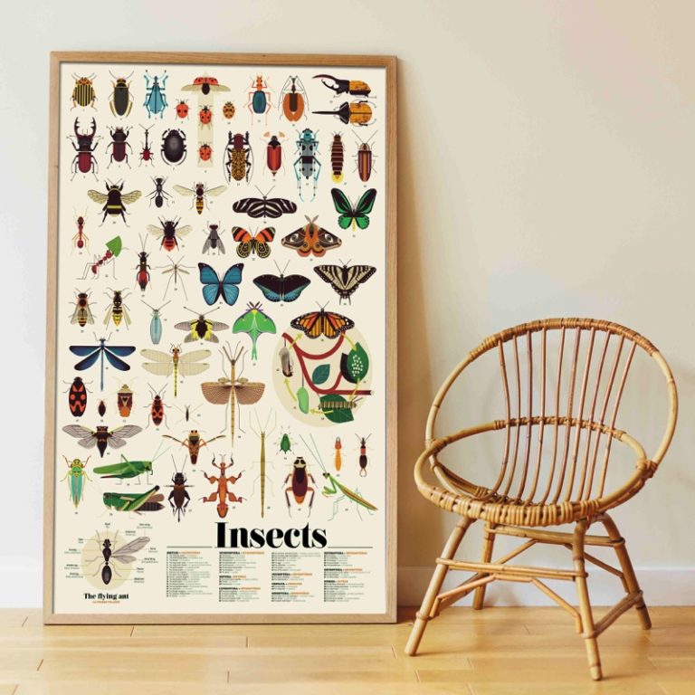 Poster Insectes pour enfants | Apprendre en s'amusant | Poppik Stickers